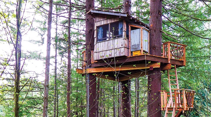Home in the Trees Engineering Article for Students | Scholastic Science ...