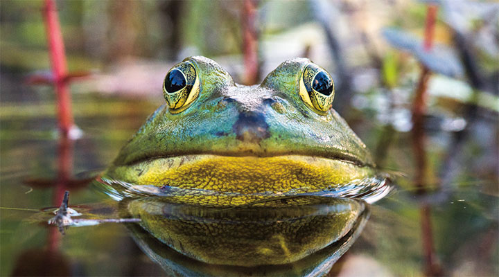 Hear Me Croak! Life Science Article for Students | Scholastic Science ...